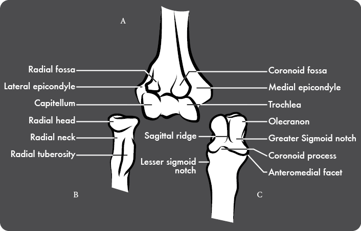 Sigmoid Notch Elbow